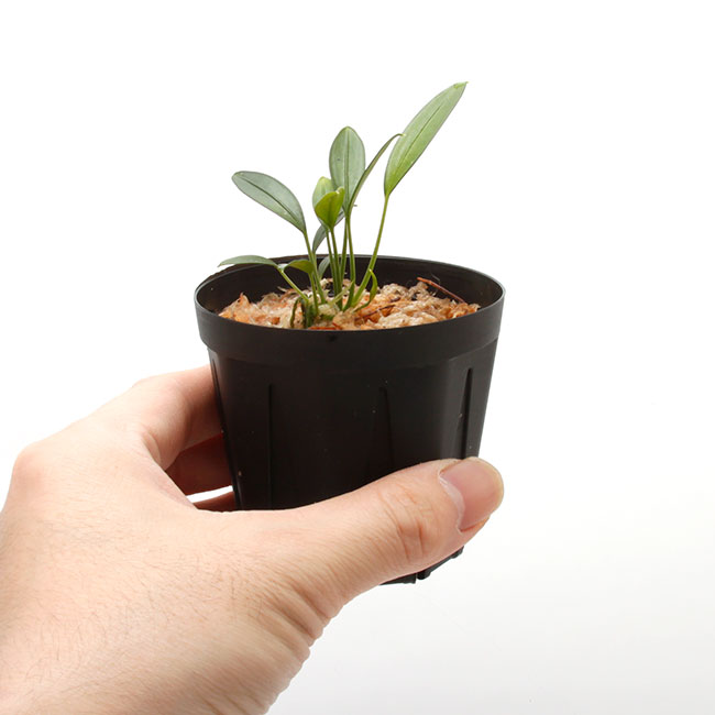 Aridarum sp． [ アリダルム sp. ] 【 PN220419-15 】 | 植物 ( 過去販売株 ),エキゾチックプランツ ...