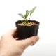 Aridarum sp． [ アリダルム sp. ] 【 PN220419-15 】 | 植物 ( 過去販売株 ),エキゾチックプランツ ...