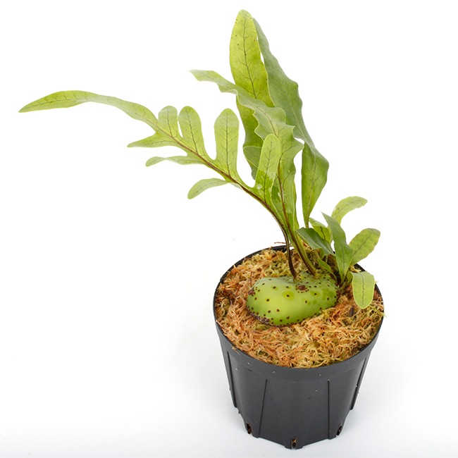 Lecanopteris mirabilis [ レカノプテリス・ミラビリス ] 【 PN240405-06