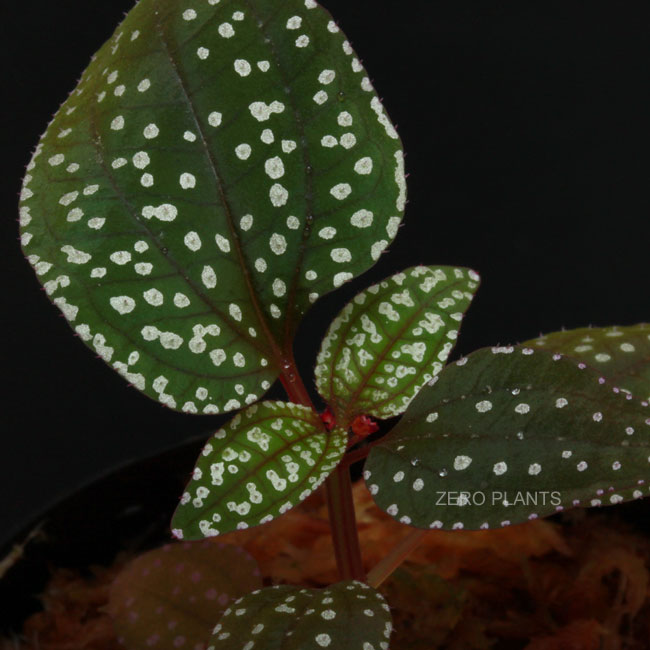 Sonerila heterostemon [ ソネリラ・ヘテロステモン ] 【 PN180523-11