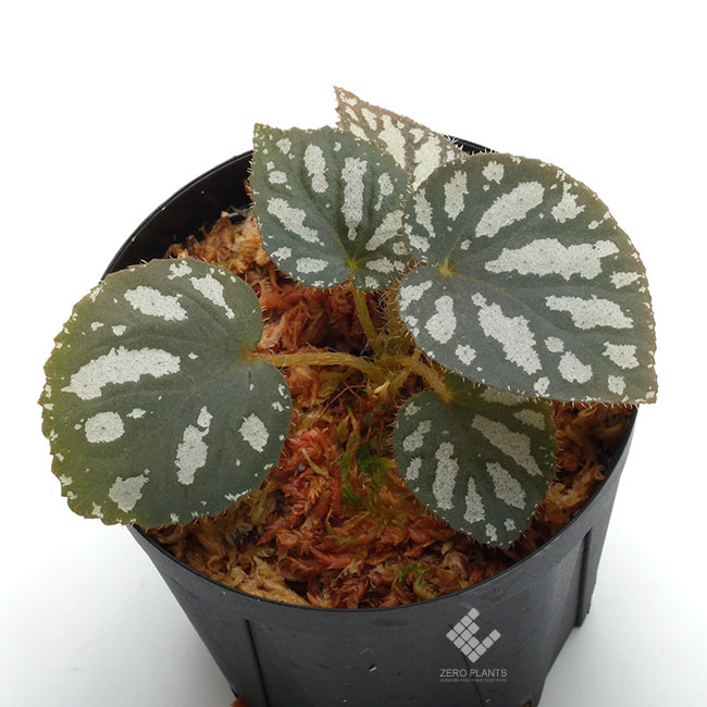 Begonia sp. U400 [ ベゴニア sp. U400 ] 【 P190223-03 】 | 植物 ( 過去販売株 ),原種ベゴニア ...