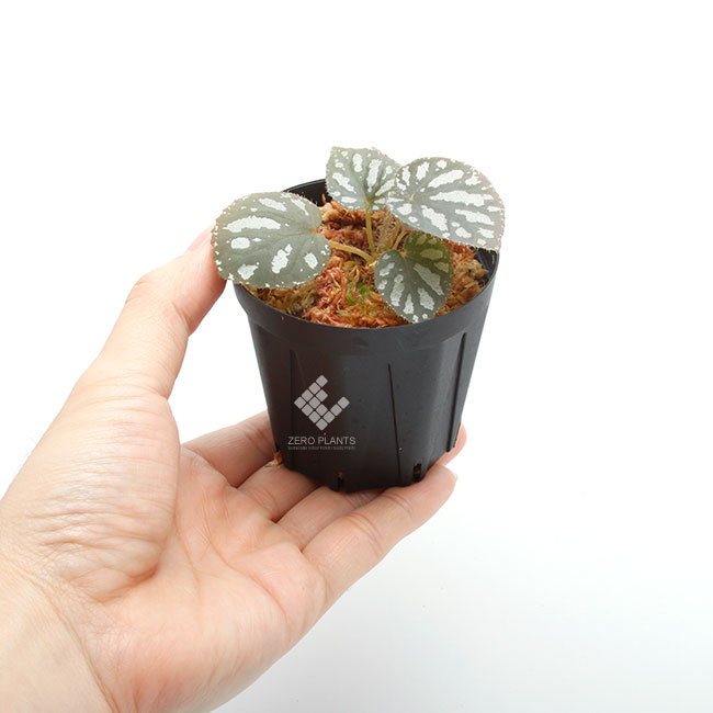 Begonia sp. U400 [ ベゴニア sp. U400 ] 【 P190223-03 】 | 植物 ( 過去販売株 ),原種ベゴニア ...