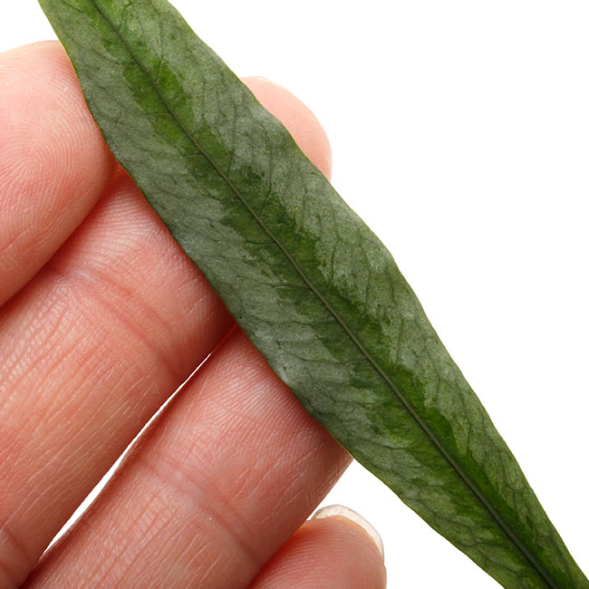 Microsorum sp. "Northern Myanmar " [ ミクロソラム sp. ] 【 PN220206-10