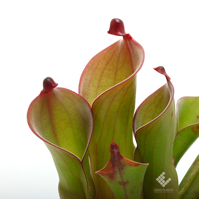 Heliamphora huberi (Amuri Tepui) [ ヘリアンフォラ・フベリ ] 【 PN180915-04