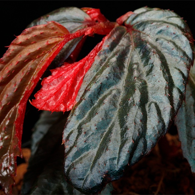 Begonia sp. " Metallic Blue " [ ベゴニア sp. メタリックブルー ] 【 PN240109-07 ...