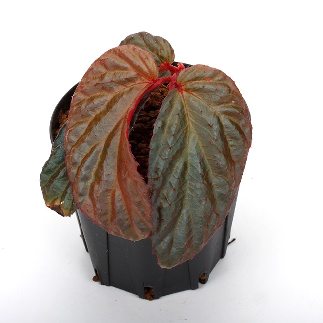 Begonia sp. " Metallic Blue " [ ベゴニア sp. メタリックブルー ] 【 PN240109-07 ...