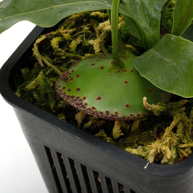 Lecanopteris mirabilis [ レカノプテリス・ミラビリス / 胞子増殖株 ] 【 PN211001-07