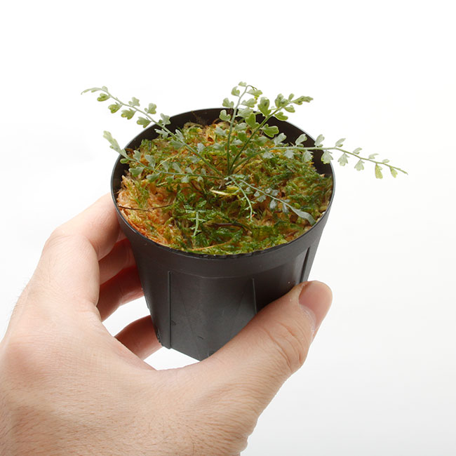 Asplenium quitense [ アスプレニウム・クイテンセ ] 1ポット 【 南米原産の小型着生シダ