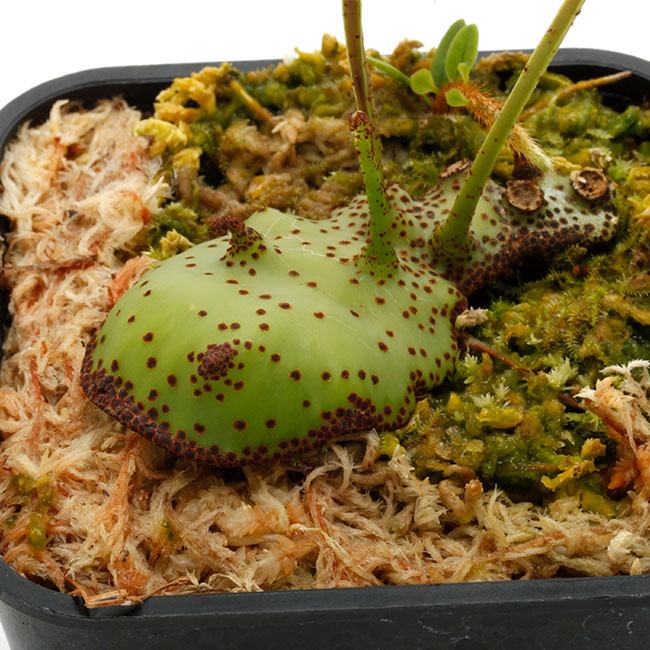 Lecanopteris mirabilis [ レカノプテリス・ミラビリス ] 【 PN220520-07