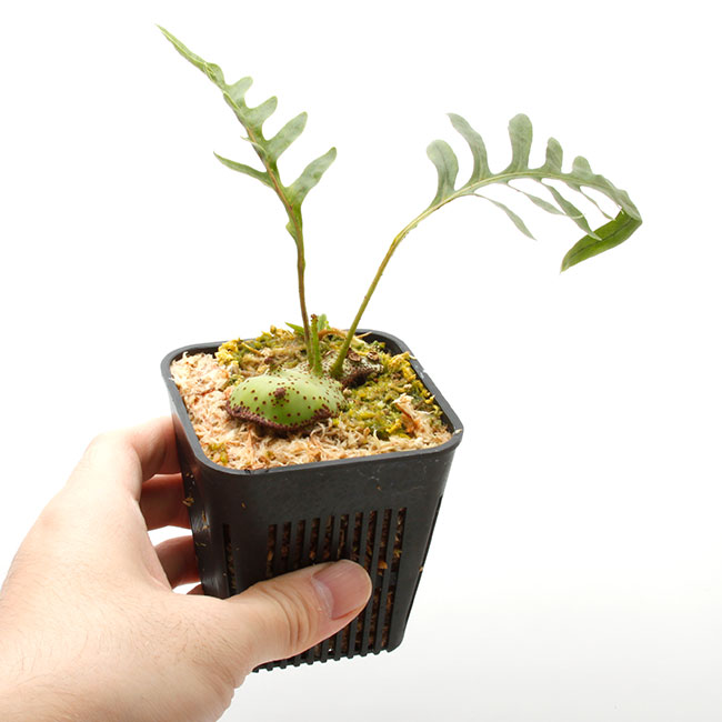 Lecanopteris mirabilis [ レカノプテリス・ミラビリス ] 【 PN220520-07