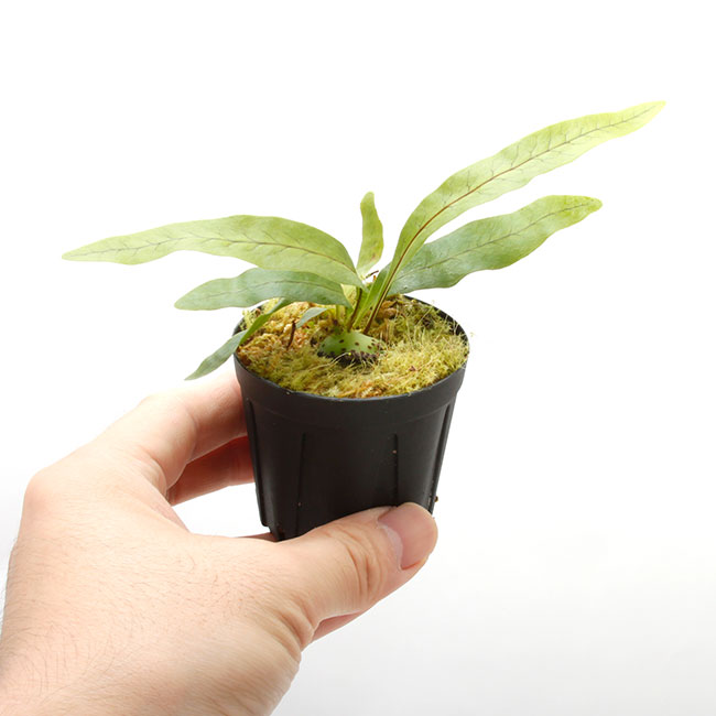 Lecanopteris mirabilis [ レカノプテリス・ミラビリス / 胞子増殖株 ] 【 PN220713-03