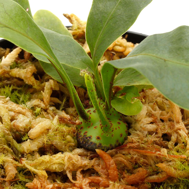 Lecanopteris mirabilis [ レカノプテリス・ミラビリス / 胞子増殖株 ] 【 PN220520-08