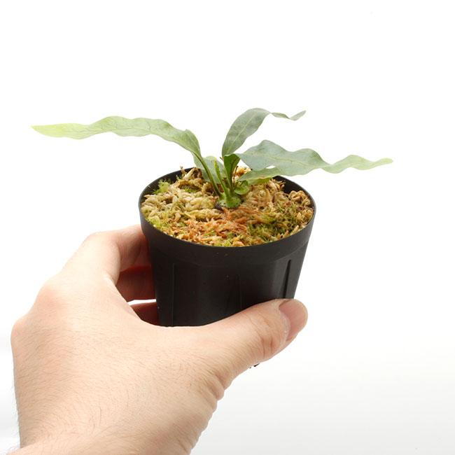 Lecanopteris mirabilis [ レカノプテリス・ミラビリス / 胞子増殖株 ] 【 PN220520-08