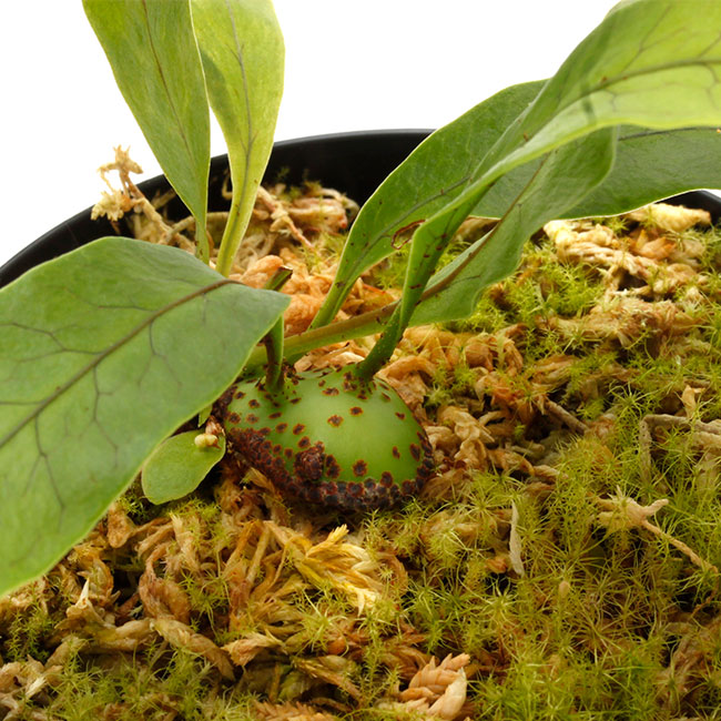 Lecanopteris mirabilis [ レカノプテリス・ミラビリス / 胞子増殖株 ] 【 PN220520-09