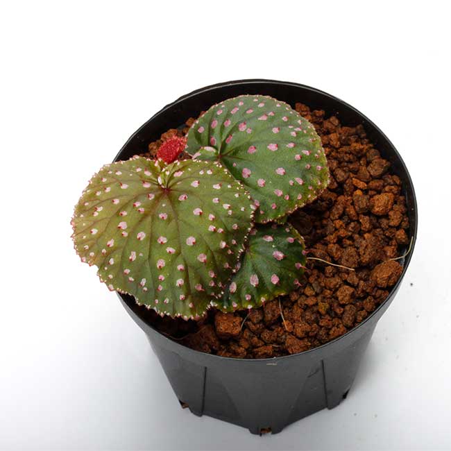 Begonia ocellata [ ベゴニア・オケラータ ]【 特徴的な丸葉にピンクスポットと刺が映える美麗種 】【 PN231102-10