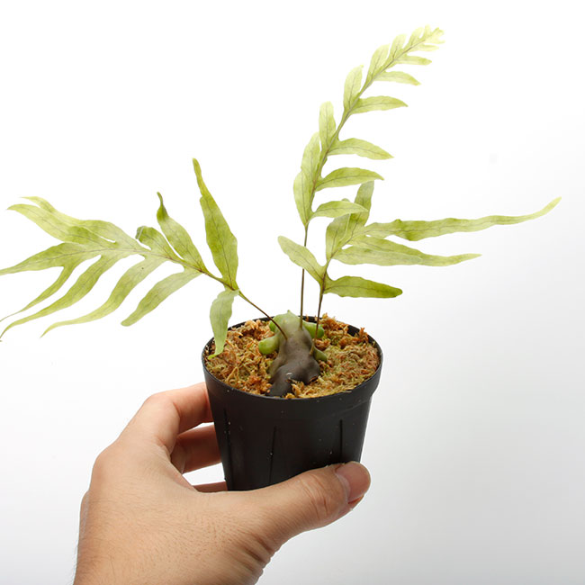 Lecanopteris celebica [ レカノプテリス・セレビカ ] 【 PN230920-04