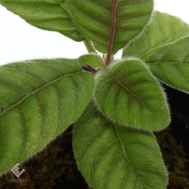 Codonoboea sp. " West Sumatera " [ コドノボエア sp. 西スマトラ ] 【 PN181014-08