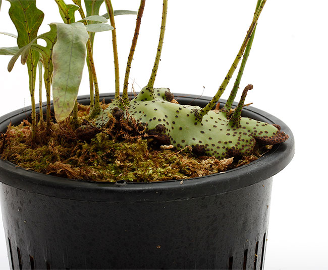 Lecanopteris mirabilis [ レカノプテリス・ミラビリス ] 【 PN200227-08