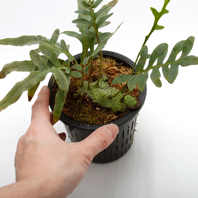 Lecanopteris mirabilis [ レカノプテリス・ミラビリス ] 【 PN200227-08