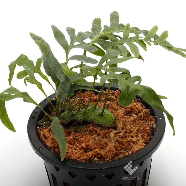 Lecanopteris mirabilis [ レカノプテリス・ミラビリス ] 【 PN190108-07