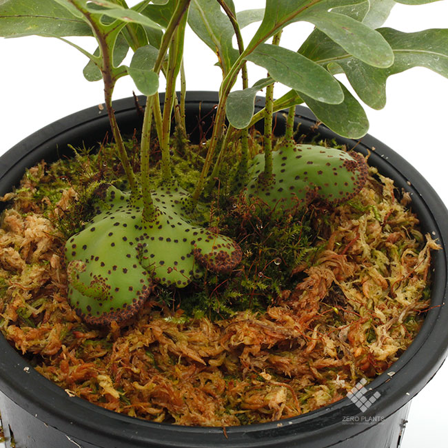 Lecanopteris mirabilis [ レカノプテリス・ミラビリス ] 【 PN190108-08