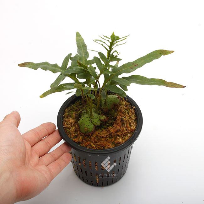 Lecanopteris mirabilis [ レカノプテリス・ミラビリス ] 【 PN190108-08