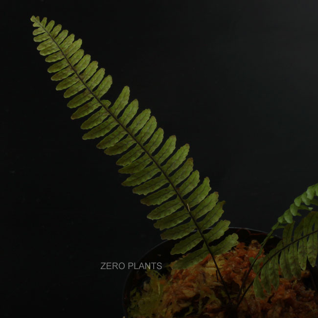 Pecluma plumula " Panama " [ ペクルマ・プルムラ ] 【 PN180414-03 】 | 植物 ( 過去販売株 ...